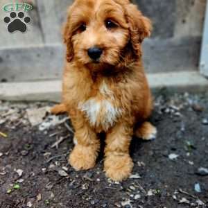Nova Scotia Duck Tolling Retriever Mix Puppies for Sale