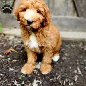 Nova Scotia Duck Tolling Retriever Mix Puppies for Sale