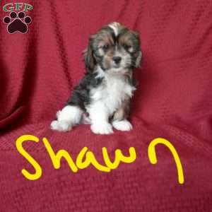Cava-Tzu Puppies For Sale | Greenfield Puppies