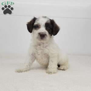 Jack-A-Poo Puppies For Sale - Greenfield Puppies
