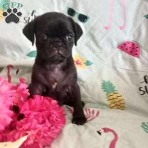 Pug Puppies For Sale | Greenfield Puppies