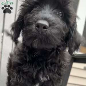 Lhasa-Poo Puppies For Sale | Greenfield Puppies