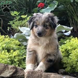 Joseph Glick - Greenfield Puppies