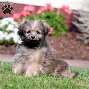 Pomapoo Puppies For Sale | Greenfield Puppies