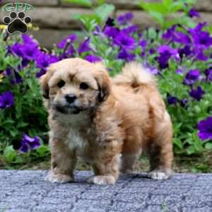 Havashu Puppies For Sale - Greenfield Puppies