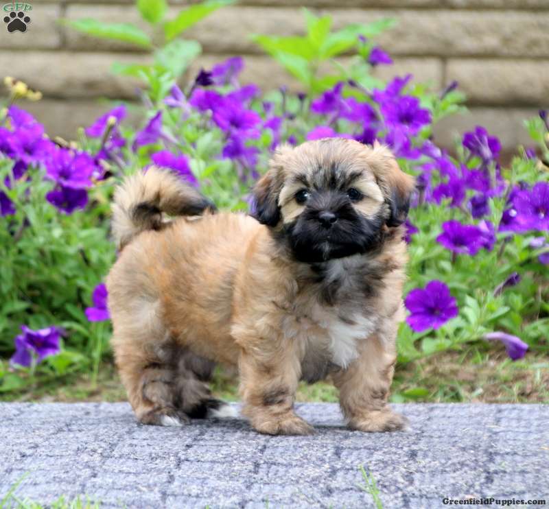 Alisha - Havashu Puppy For Sale in Pennsylvania