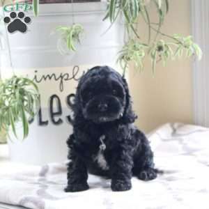 Cockapoo Puppies for Sale - Greenfield Puppies