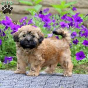 Havashu Puppies For Sale - Greenfield Puppies