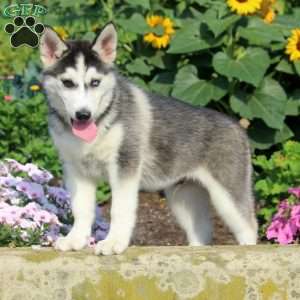 Pomsky Puppies For Sale - Greenfield Puppies