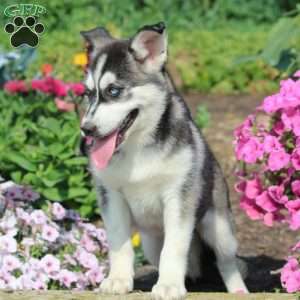 Pomsky Puppies For Sale - Greenfield Puppies