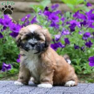 Havashu Puppies For Sale - Greenfield Puppies