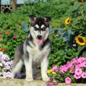 Pomsky Puppies For Sale - Greenfield Puppies