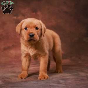 Fox Red Labrador Retriever Puppies for Sale - Greenfield Puppies