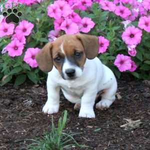 Jack Russell Terrier Puppies For Sale - Greenfield Puppies