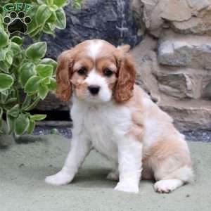 Cockalier Puppies For Sale | Greenfield Puppies