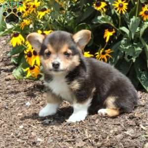Pembroke Welsh Corgi Puppies for Sale - Greenfield Puppies