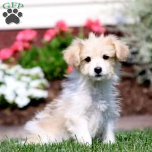 Pomapoo Puppies For Sale | Greenfield Puppies