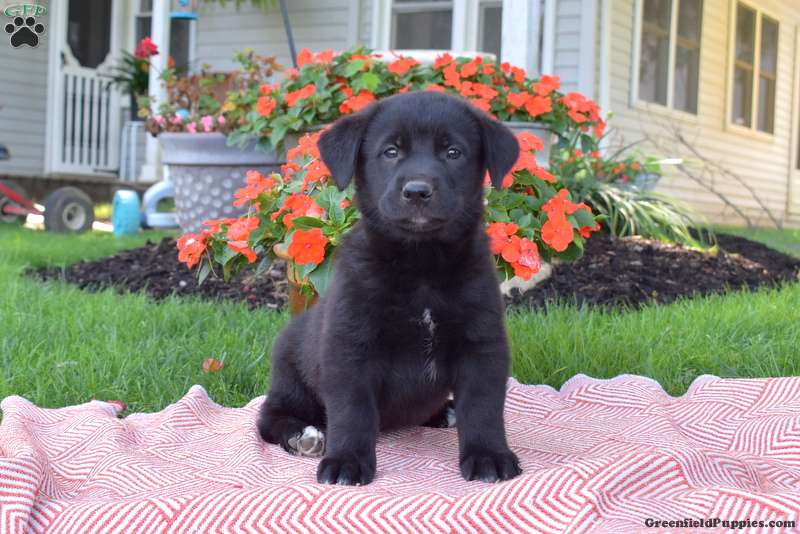 Black Lab Corgi Mix Puppies