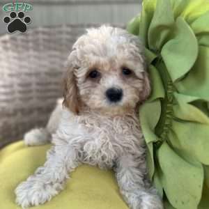 Jeanne Albano-Carmichael - Greenfield Puppies