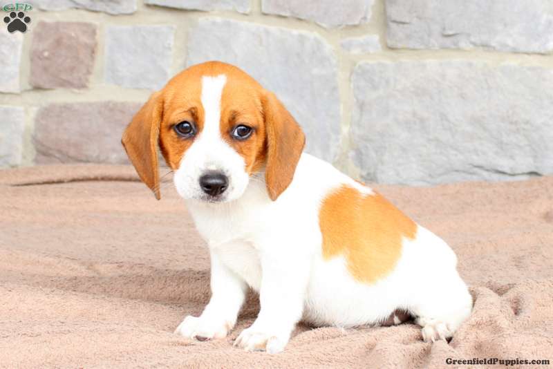 Jack Russell Beagle Mix Black And White
