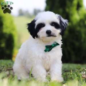 Andy Raber - Greenfield Puppies