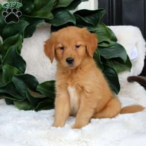 Sam Stoltzfus - Greenfield Puppies