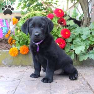 Black Labrador Retriever Puppies For Sale - Greenfield Puppies