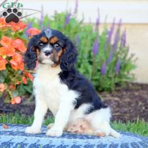 Cavalier King Charles Spaniel Puppies for Sale