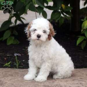 Cavapoo Puppies For Sale - Greenfield Puppies