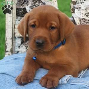 Fox Red Labrador Retriever Puppies for Sale - Greenfield Puppies