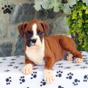 Boxer Puppies For Sale - Greenfield Puppies