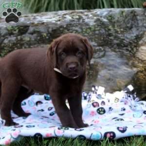 Chocolate Labrador Retriever Puppies For Sale - Greenfield Puppies