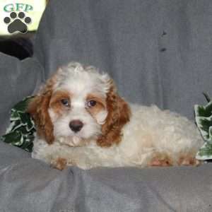 Cockapoo Puppies for Sale - Greenfield Puppies