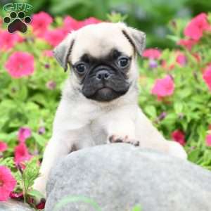 Pug Puppies For Sale | Greenfield Puppies