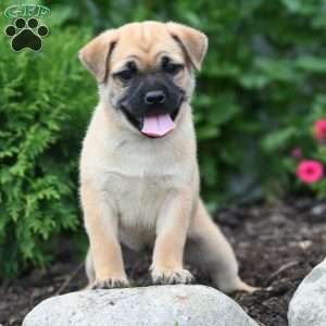 Pug Mix Puppies For Sale | Greenfield Puppies
