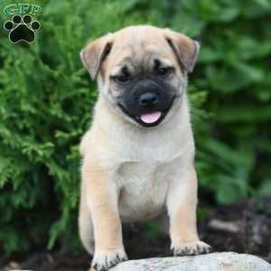 Pug Mix Puppies For Sale | Greenfield Puppies