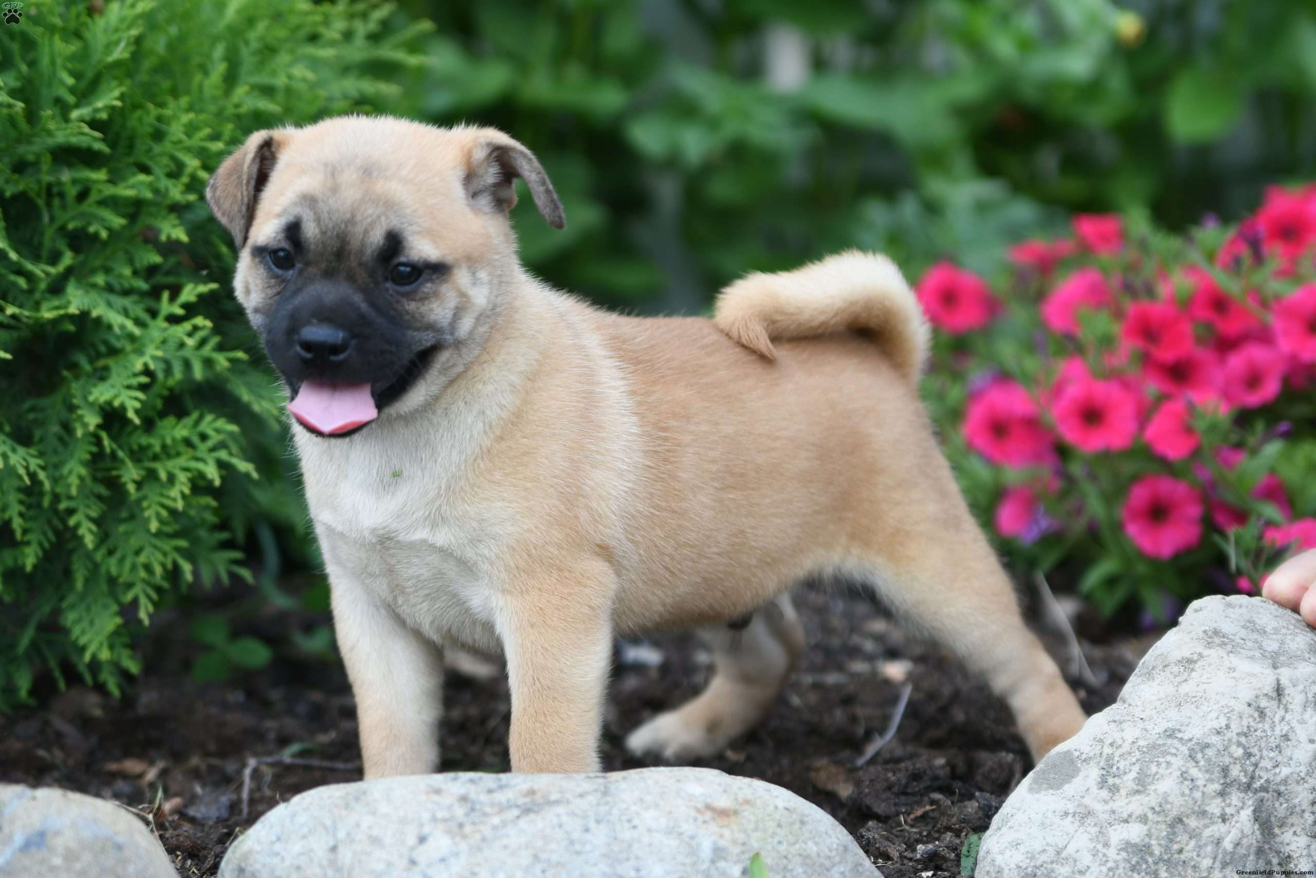 Pug Mixed With Boxer