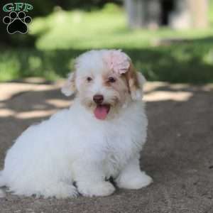 Havapoo Puppies For Sale | Greenfield Puppies