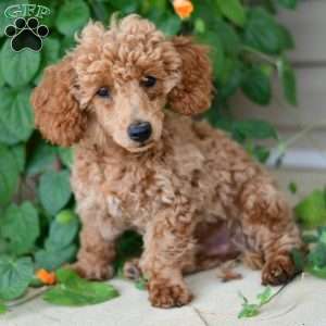 Puppies for Sale Under $500 - Price Under $500 | Greenfield Puppies