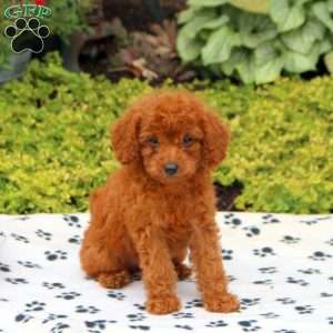 John & Anna - Greenfield Puppies