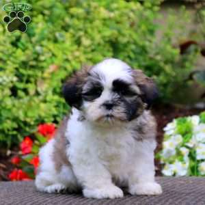 Shih Tzu Puppies For Sale | Greenfield Puppies