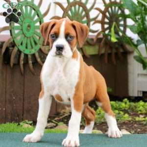 Boxer Puppies For Sale - Greenfield Puppies