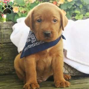 Fox Red Labrador Retriever Puppies for Sale - Greenfield Puppies