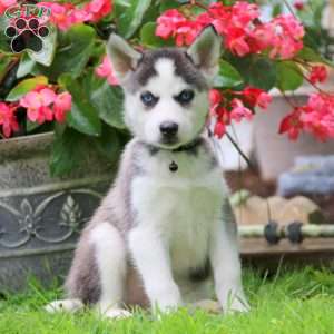Siberian Husky Puppies For Sale - Greenfield Puppies