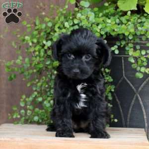 Yorkie Poo Puppies For Sale - Greenfield Puppies