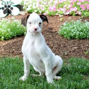 Boxer Puppies For Sale - Greenfield Puppies