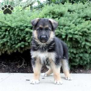 Melvin Stoltzfus - Greenfield Puppies