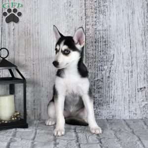 Pomsky Puppies For Sale - Greenfield Puppies