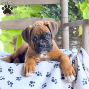 Boxer Puppies For Sale - Greenfield Puppies