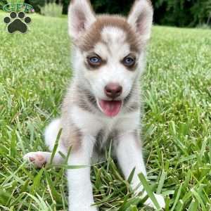 Pomsky Puppies For Sale - Greenfield Puppies